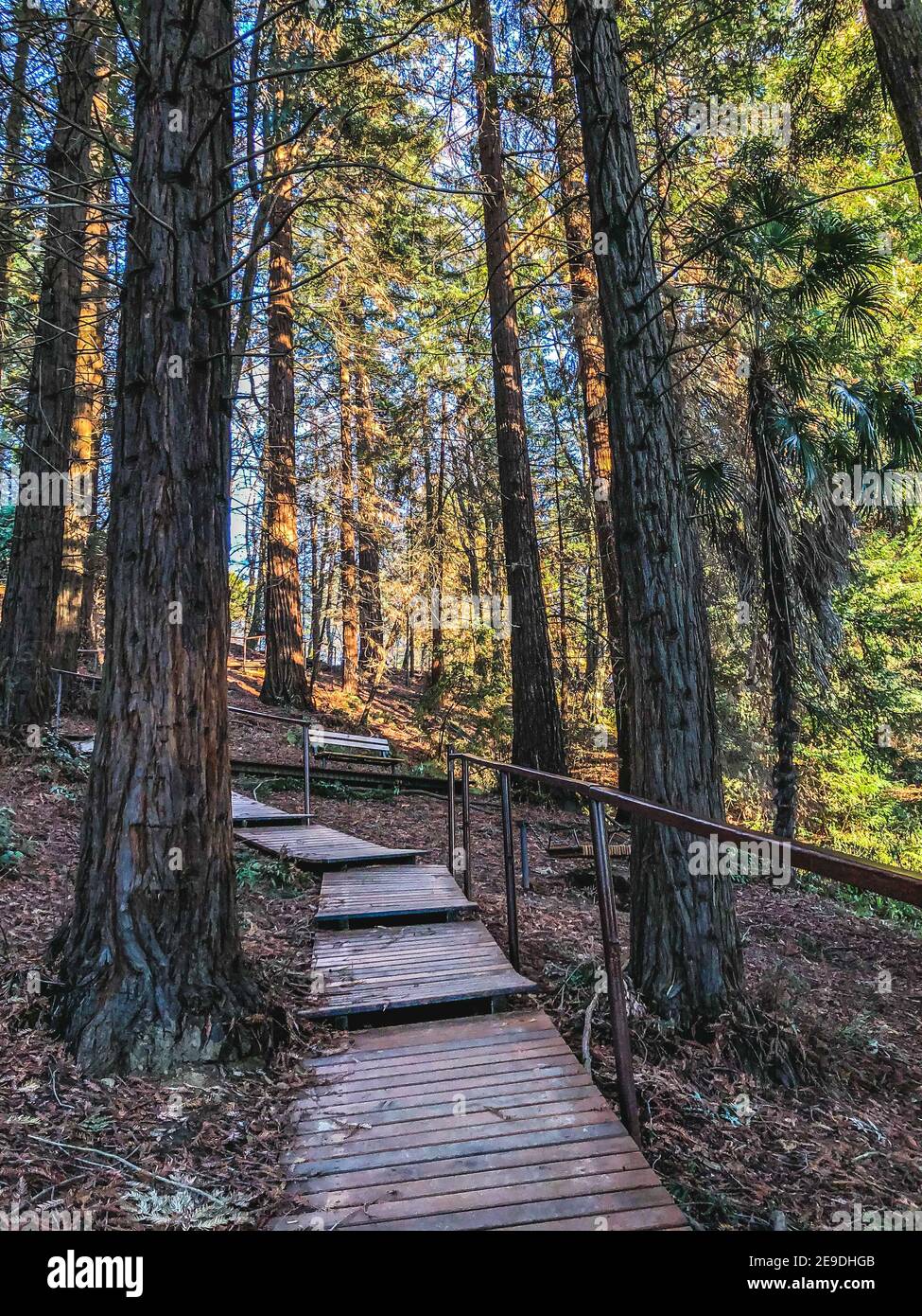 Vertical shot of a path with wooden stairs in the middle of the forest ...