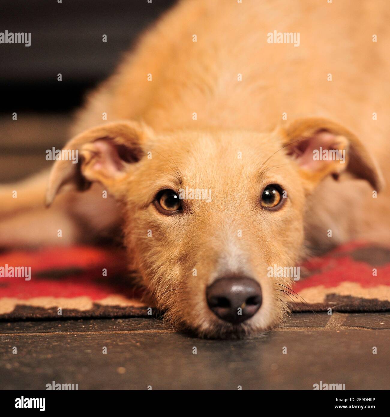 Female lurcher hi-res stock photography and images - Alamy