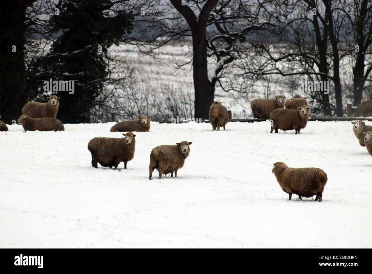 Sheep in snow Stock Photo - Alamy