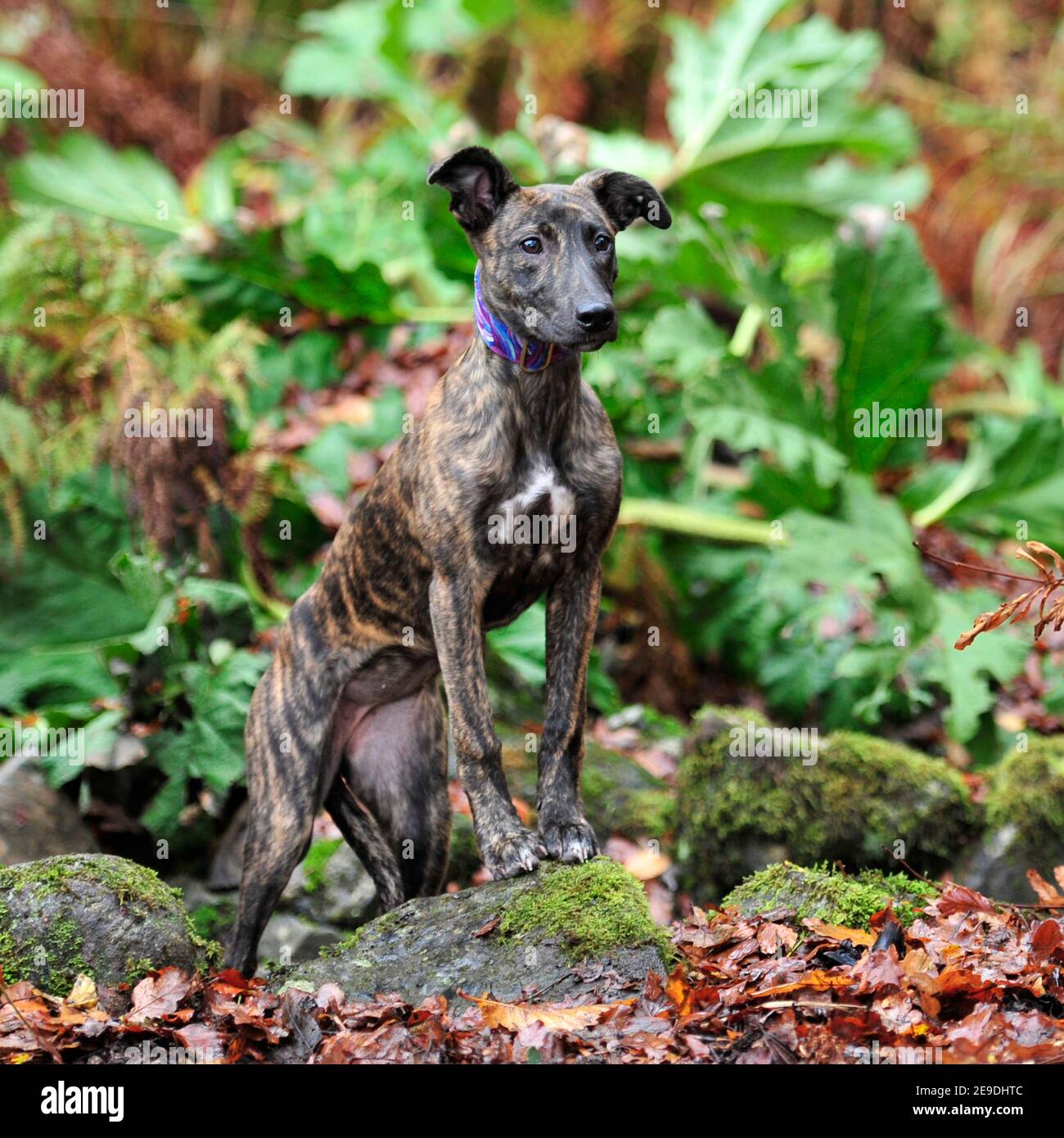 Lurcher puppy dog hi-res stock photography and images - Alamy