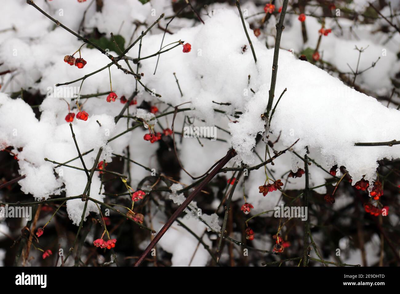 Red berries of Rowan tree or Mountain Ash (Sorbus aucuparia) with snow ...