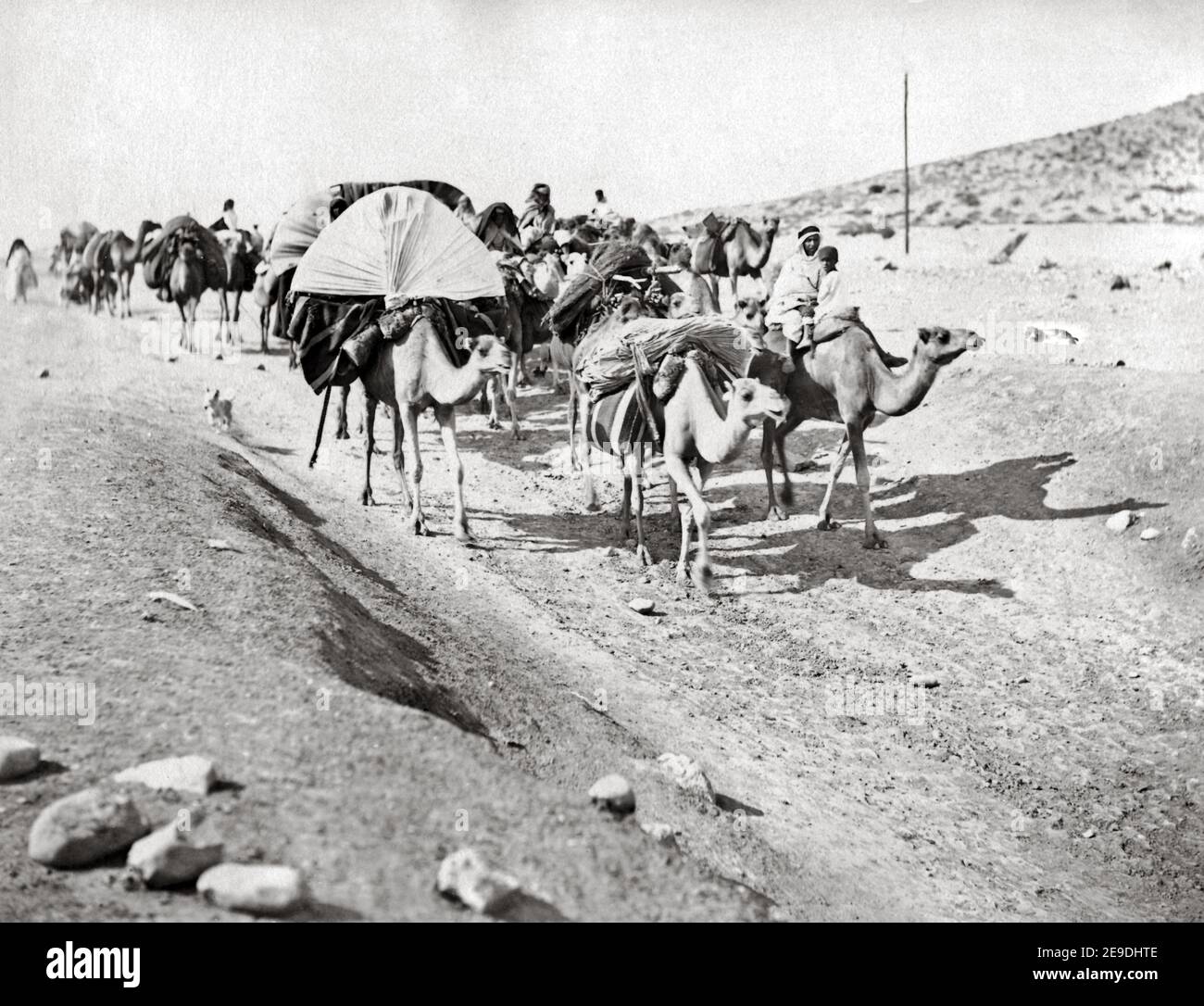 Late 19th century photograph - Camel train in the Algerian Sahara ...