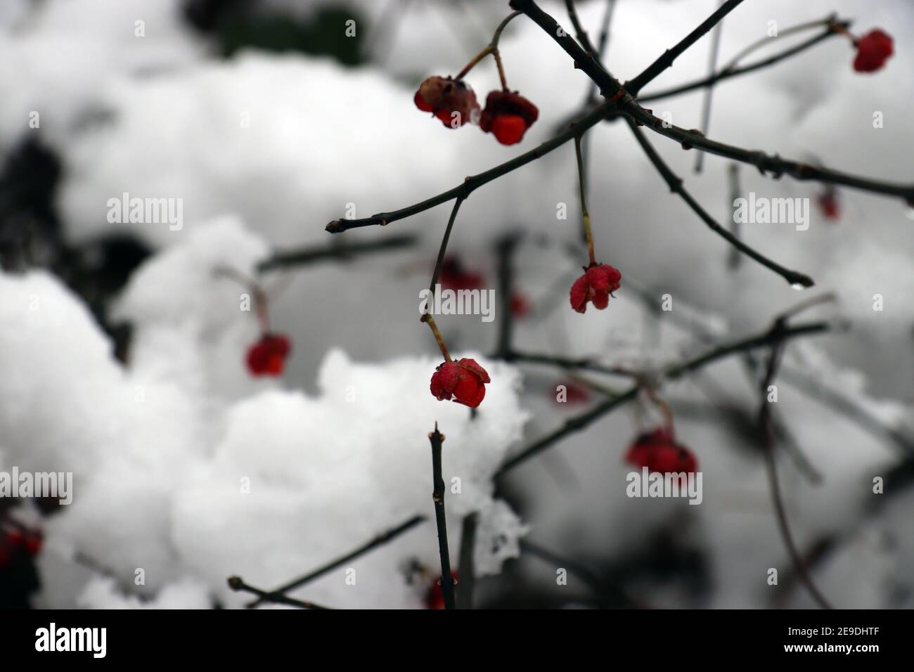 Red berries of Rowan tree or Mountain Ash (Sorbus aucuparia) with snow ...