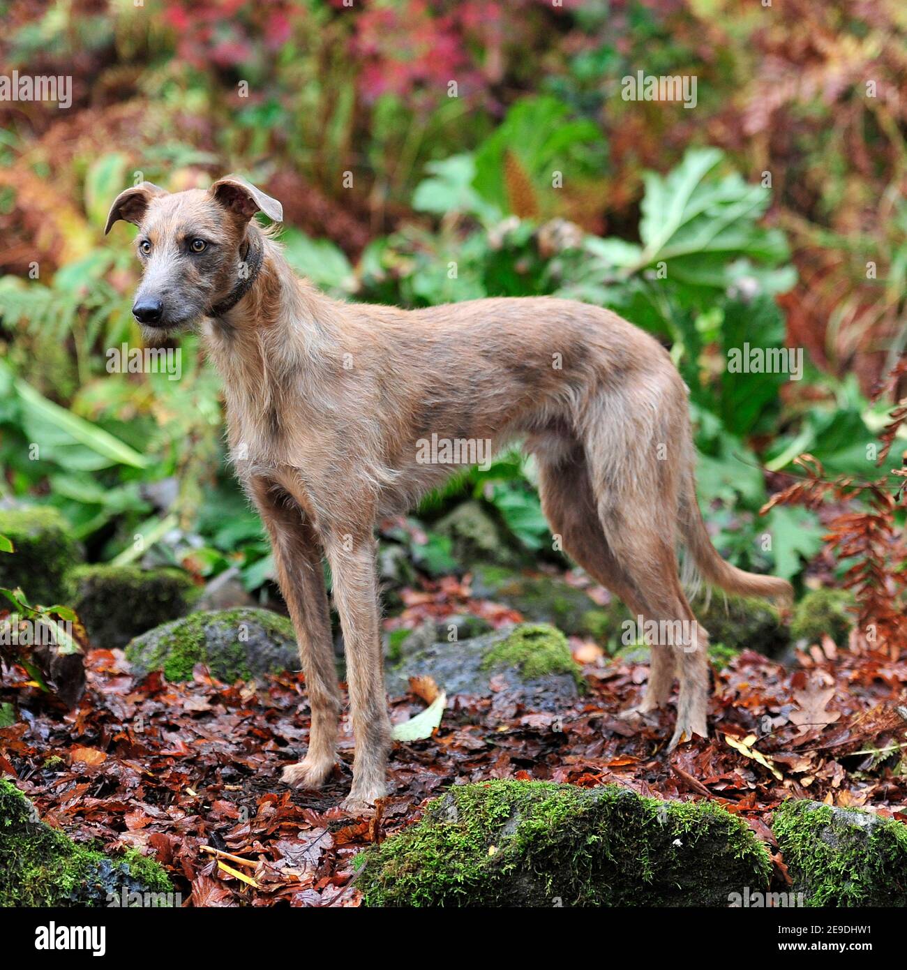 Rough coated lurcher hi-res stock photography and images - Alamy
