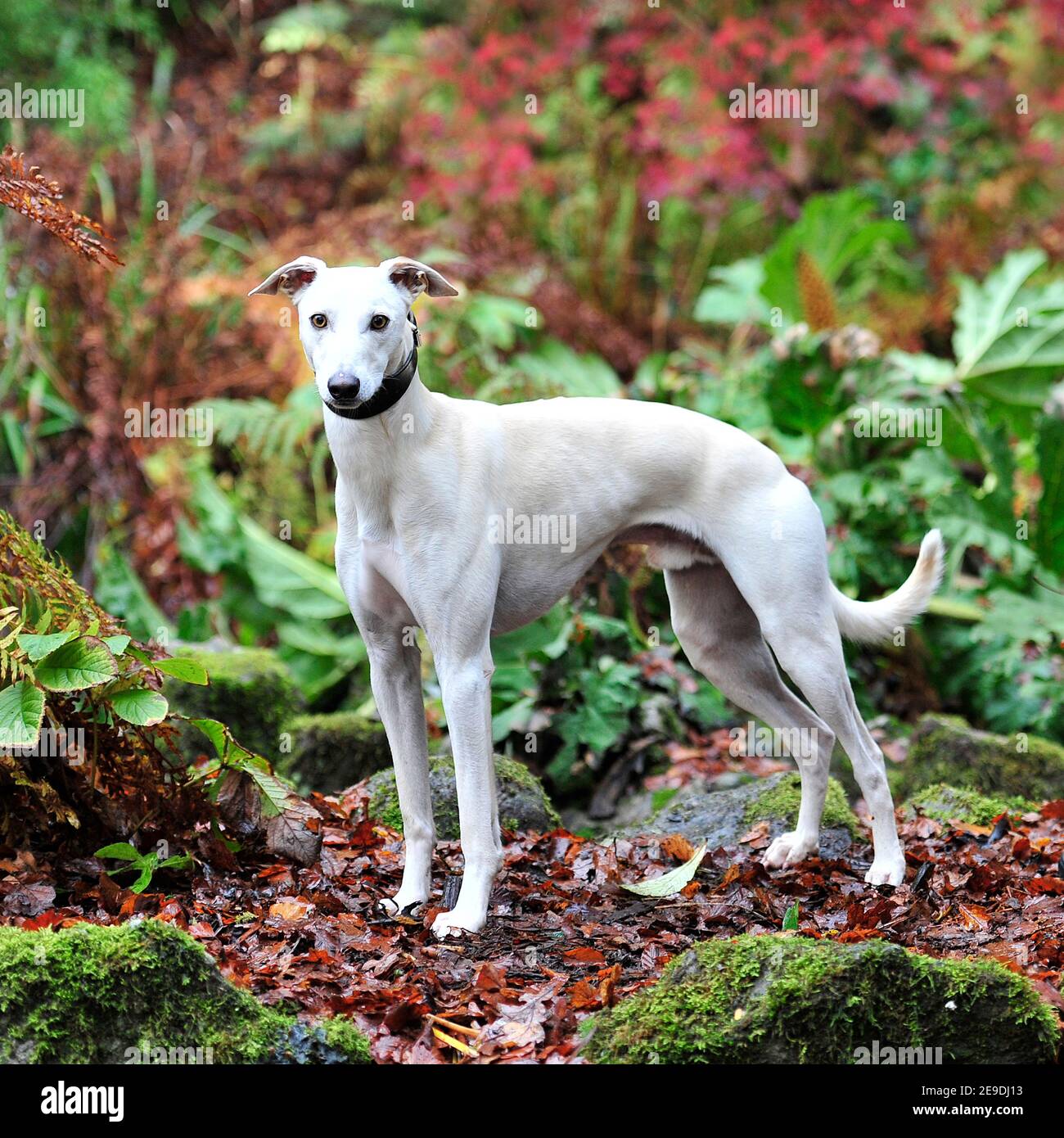 Lurcher dog white background hi-res stock photography and images - Alamy