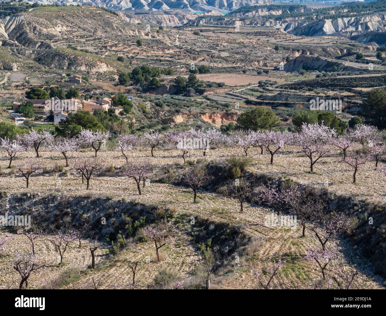 Almond trees in blossom in The Sierra Espuña regional park in the ...