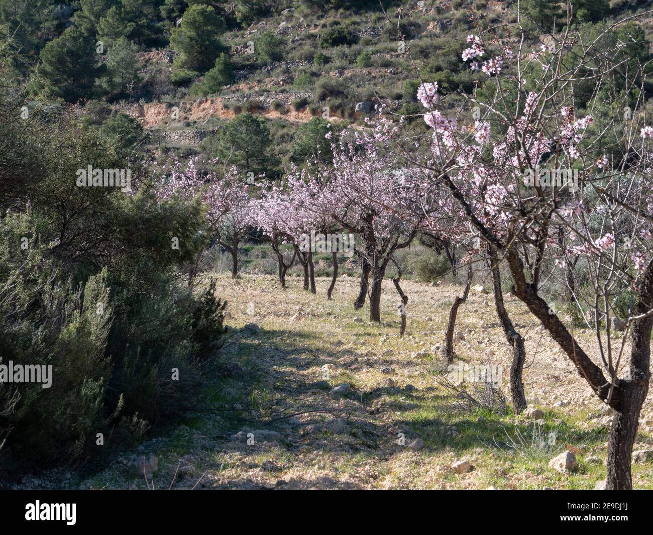 Almond tree blossom terrace hi-res stock photography and images - Alamy
