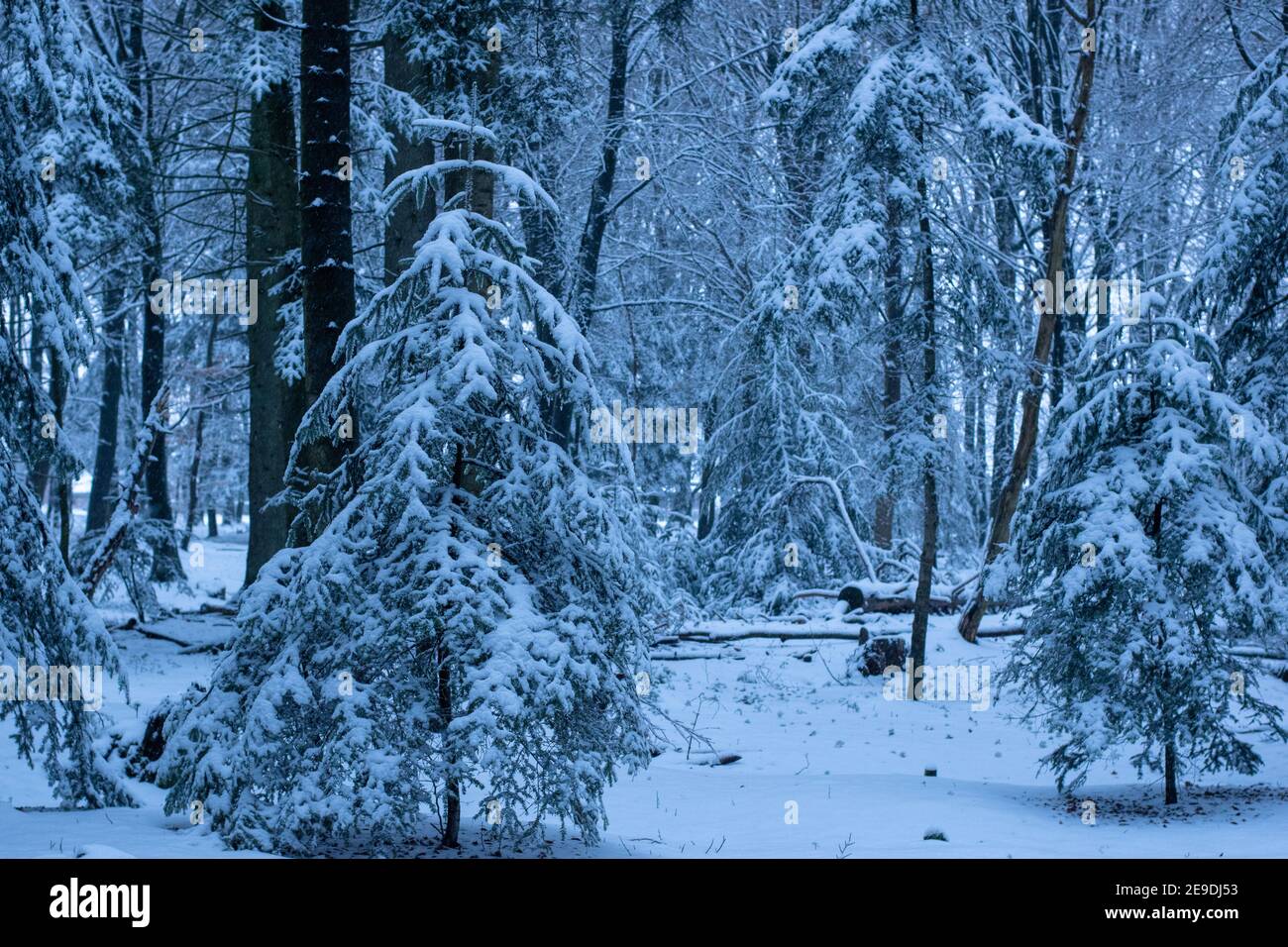 Beautiful shot of snowy forest Stock Photo - Alamy