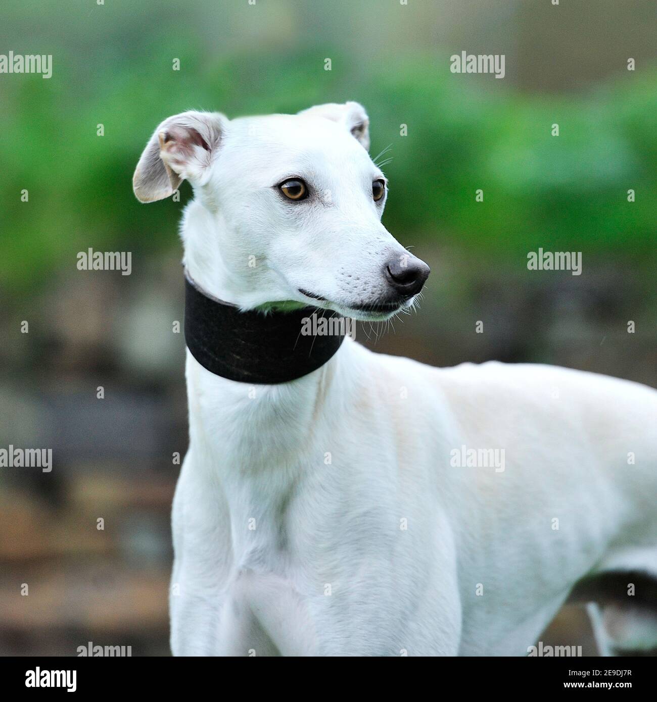 Lurcher dog greyhound cross hi-res stock photography and images - Alamy