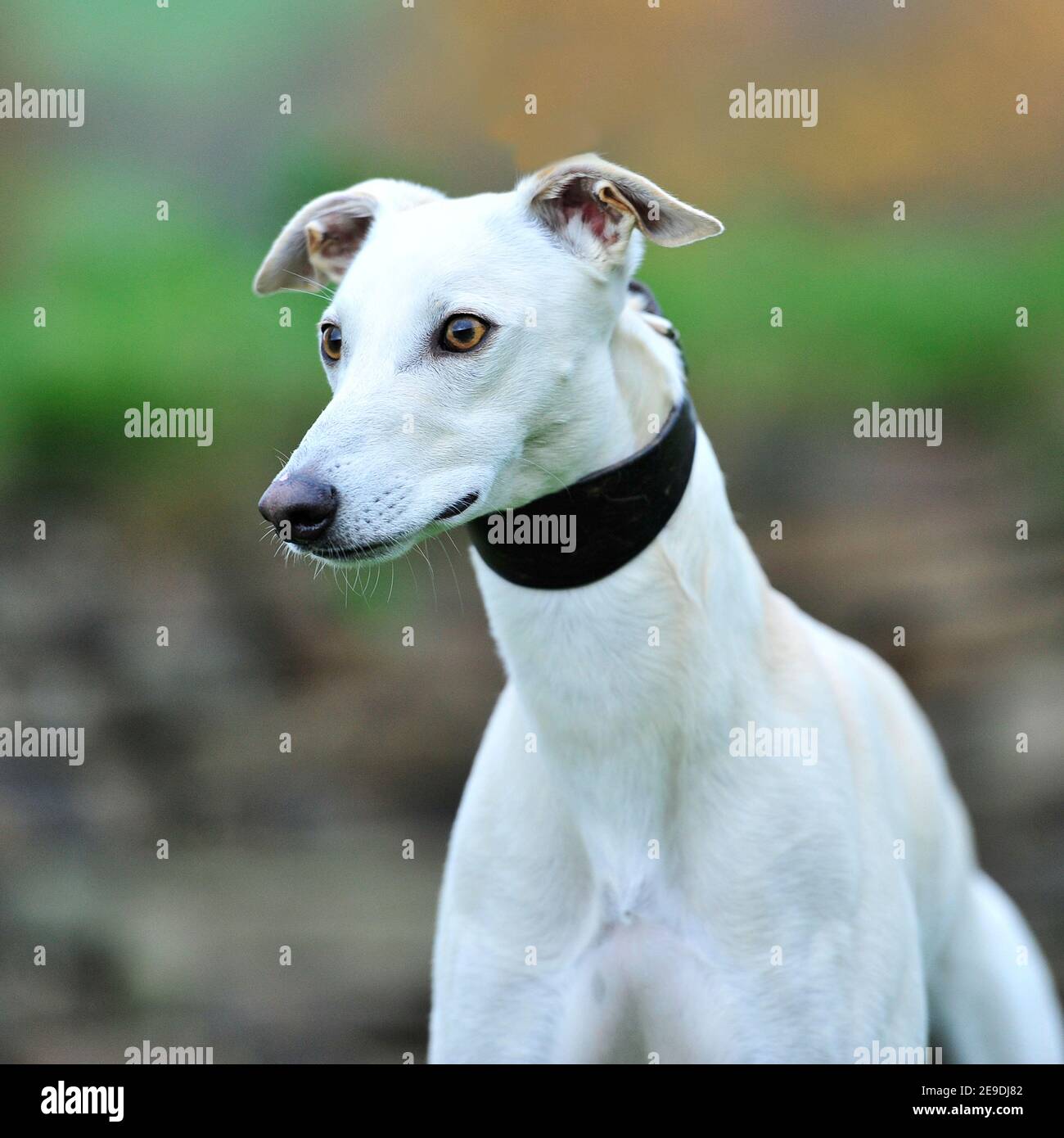 White lurcher hi-res stock photography and images - Alamy