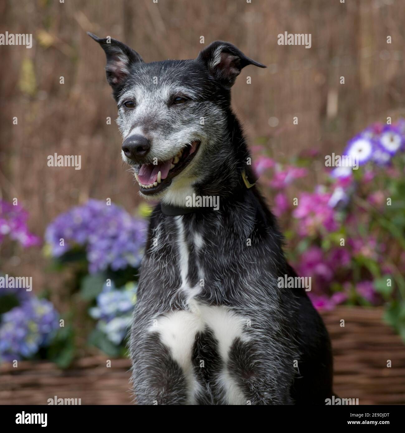 Rough coated lurcher hi-res stock photography and images - Alamy