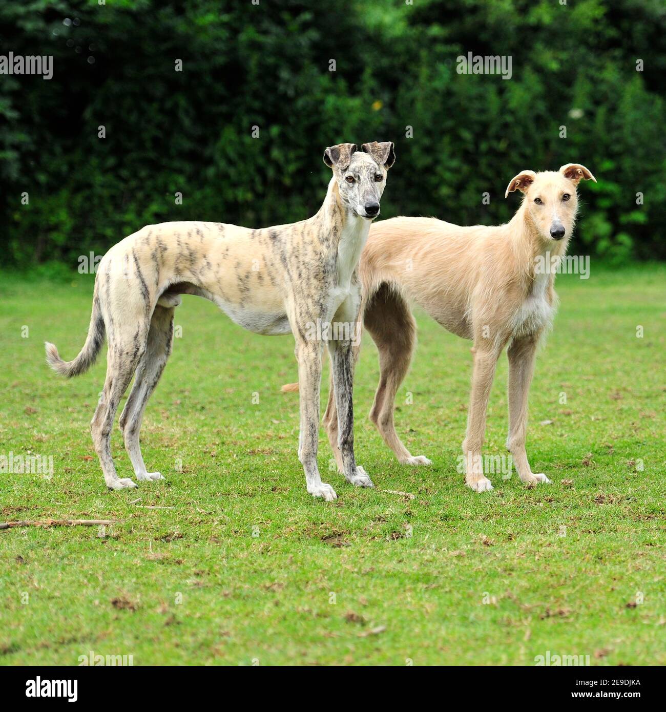 two standing lurchers Stock Photo - Alamy