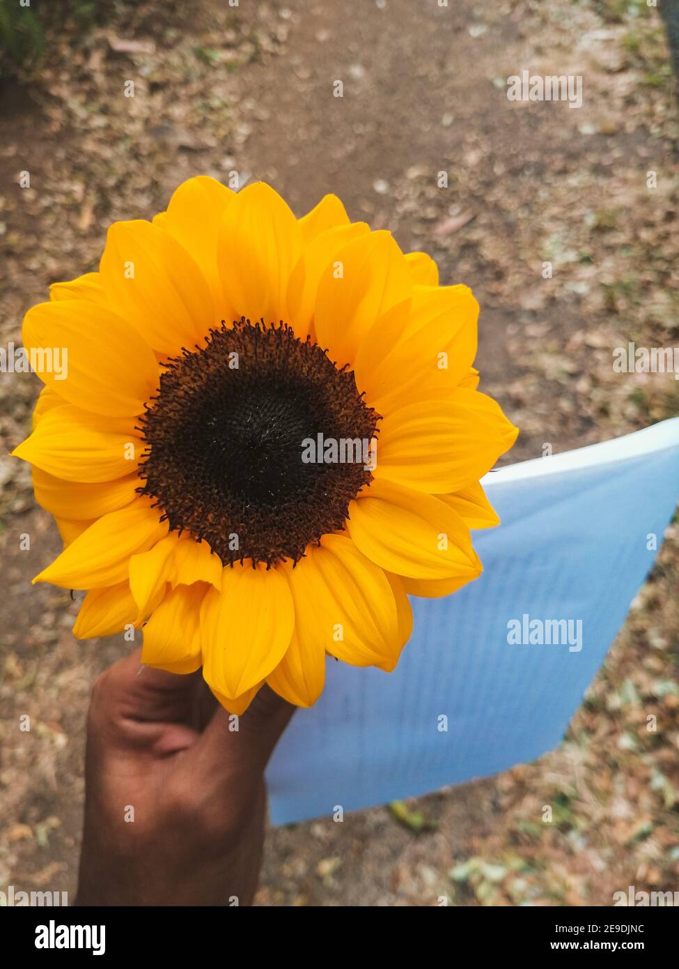 Vertical shot of a human holding a sunflower and some documents Stock ...