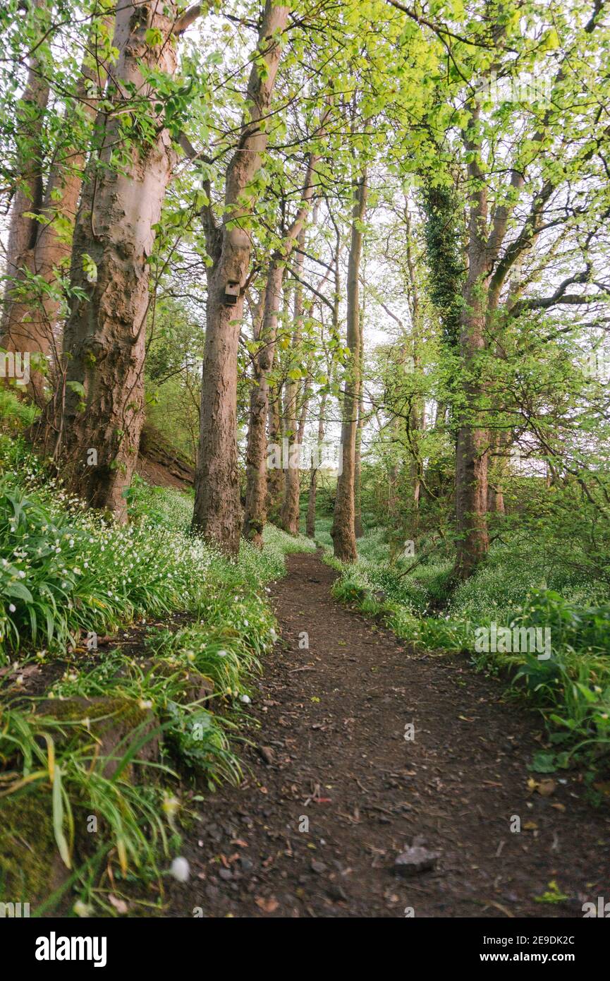 Foot path into the woods hi-res stock photography and images - Alamy