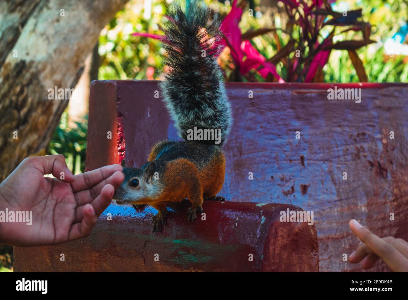 Human feeding a cute squirrel with a big tail and black and brown fur ...