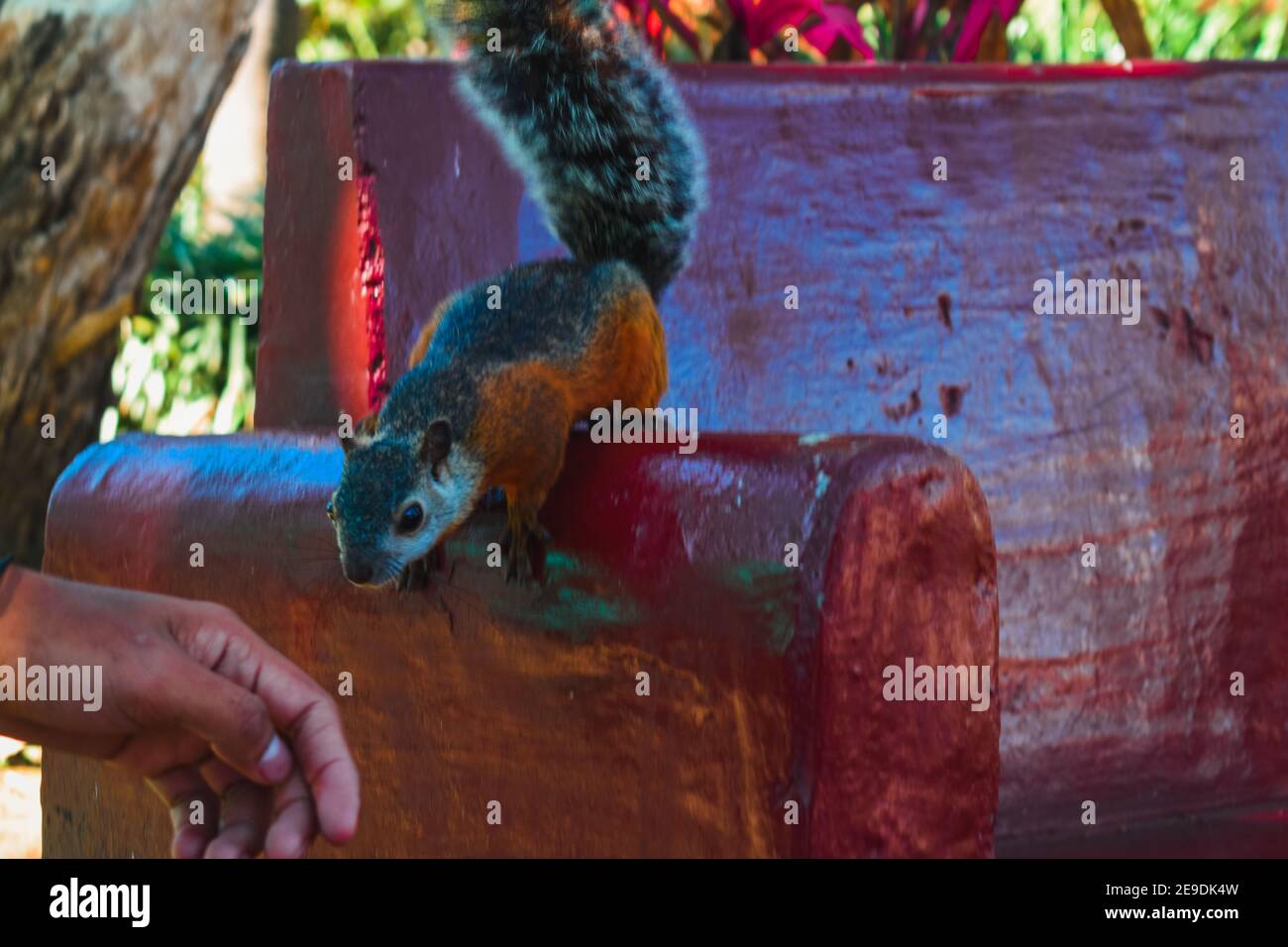 Human feeding a squirrel with a big tail and black and brown fur Stock ...