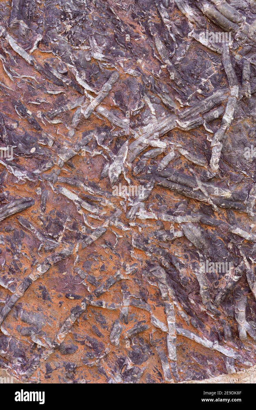 Rusophycus fossil hi-res stock photography and images - Alamy