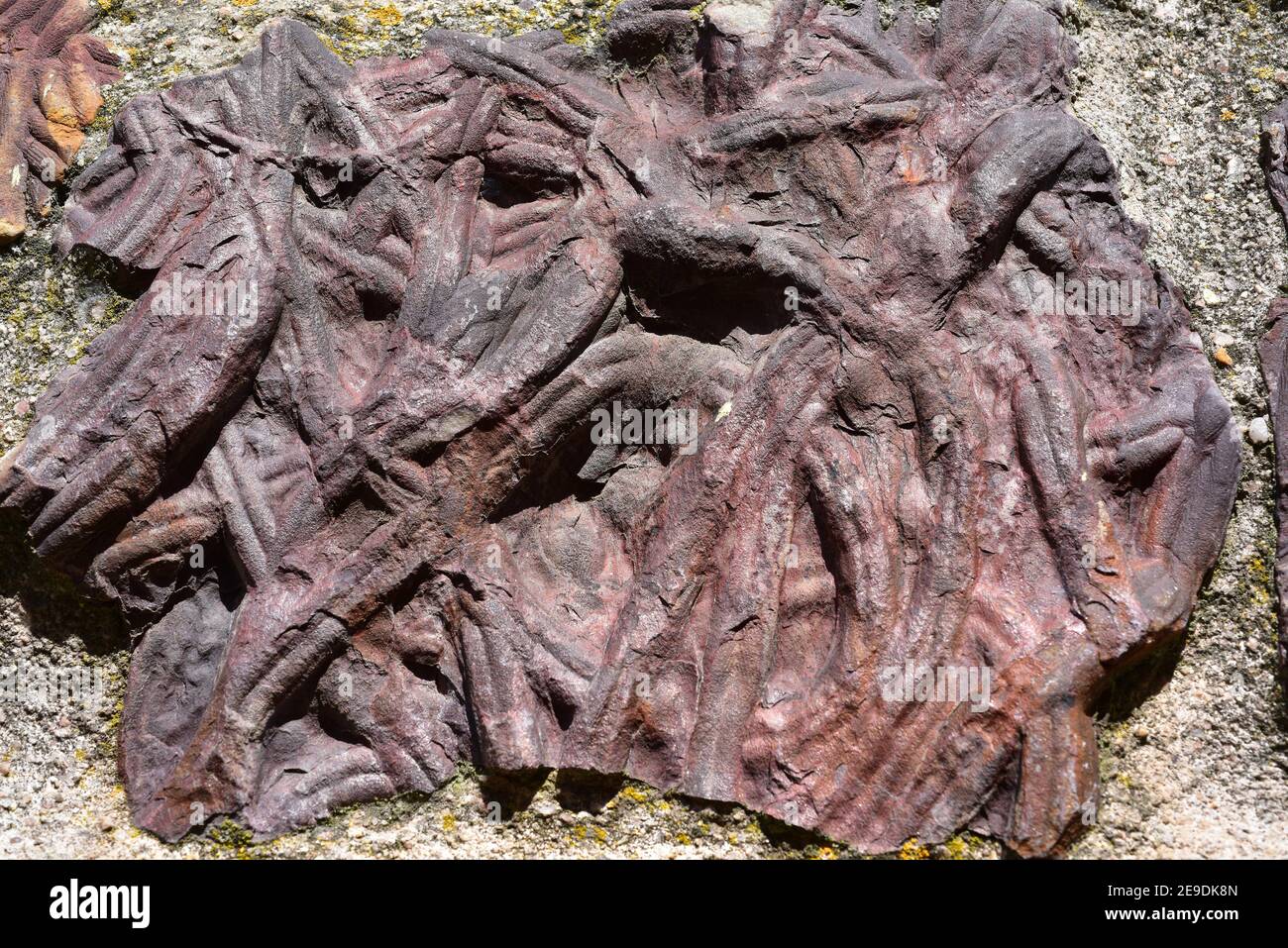 Cruziana trilobite hi-res stock photography and images - Alamy