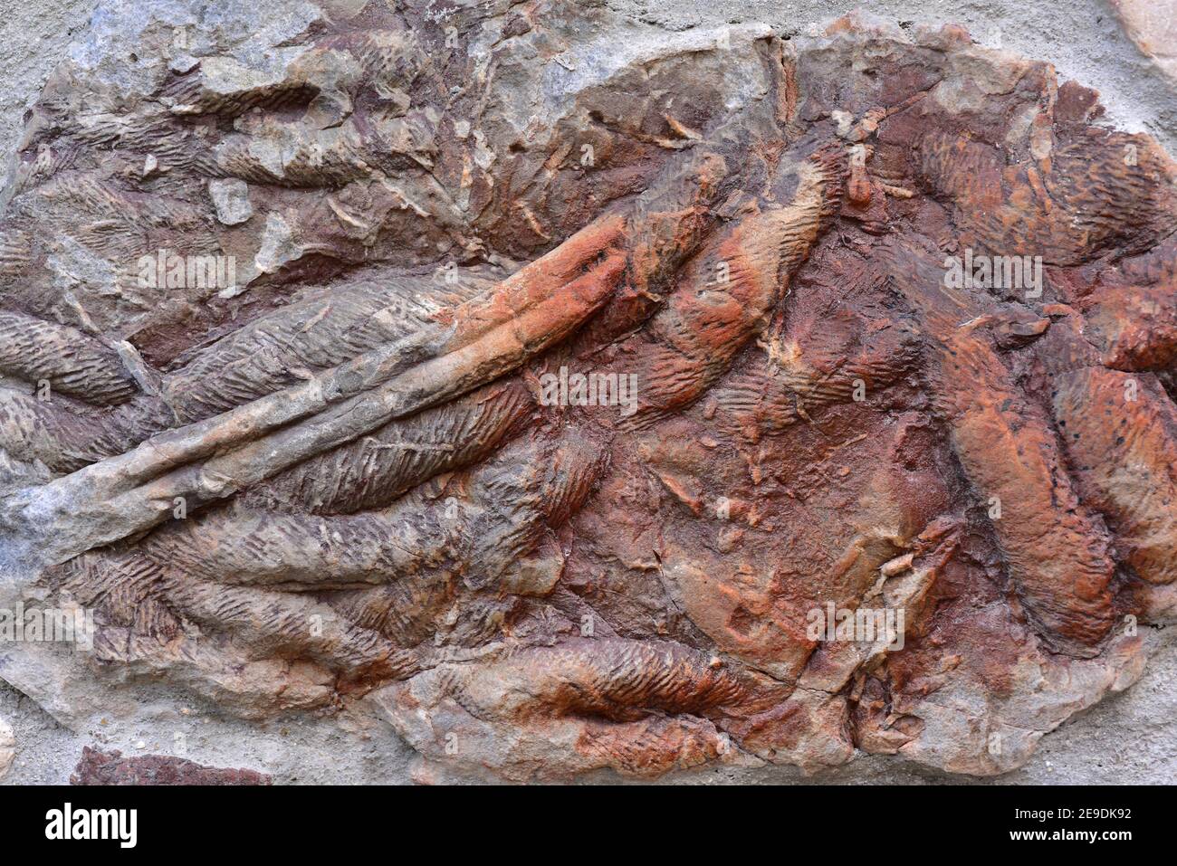 Trace fossil trilobite hi-res stock photography and images - Alamy