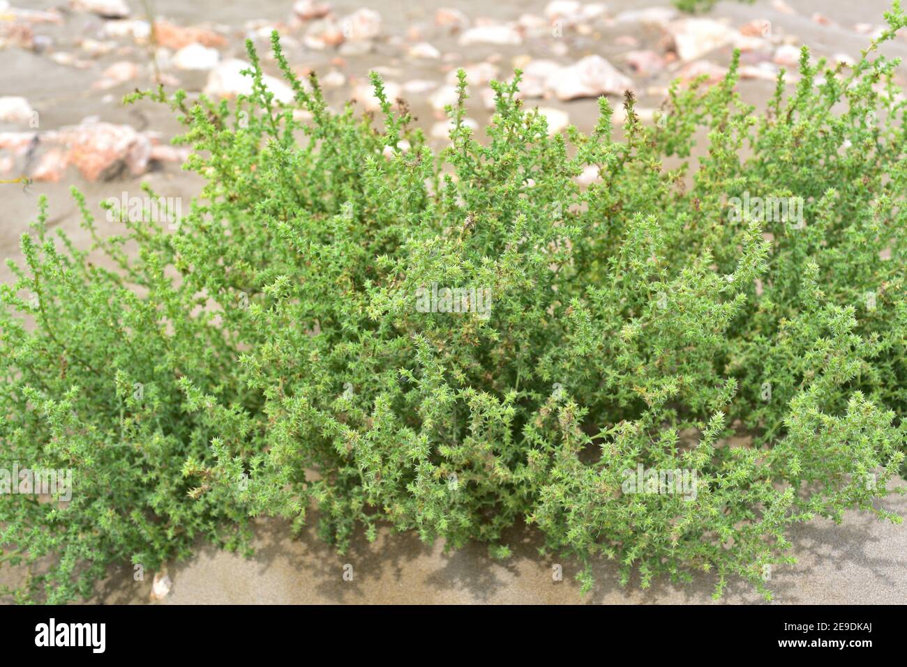 Prickly glasswort or prickly saltwort (Salsola kali or Kali turgidum ...