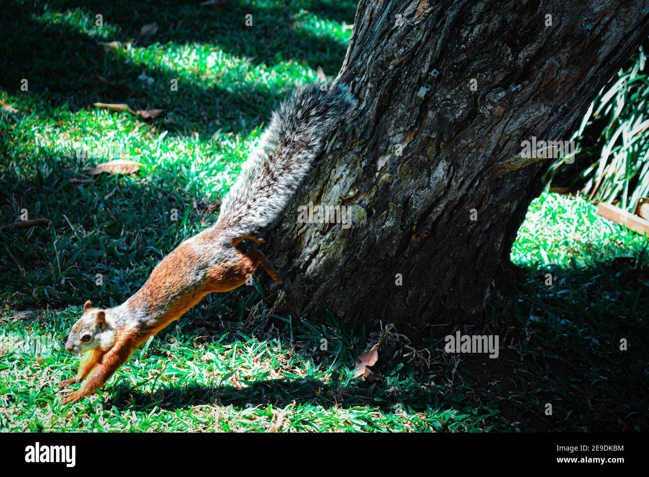Squirrel jumping from tree tree hi-res stock photography and images - Alamy