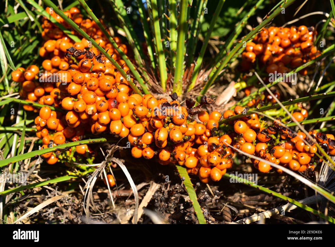 European fan palm hi-res stock photography and images - Alamy
