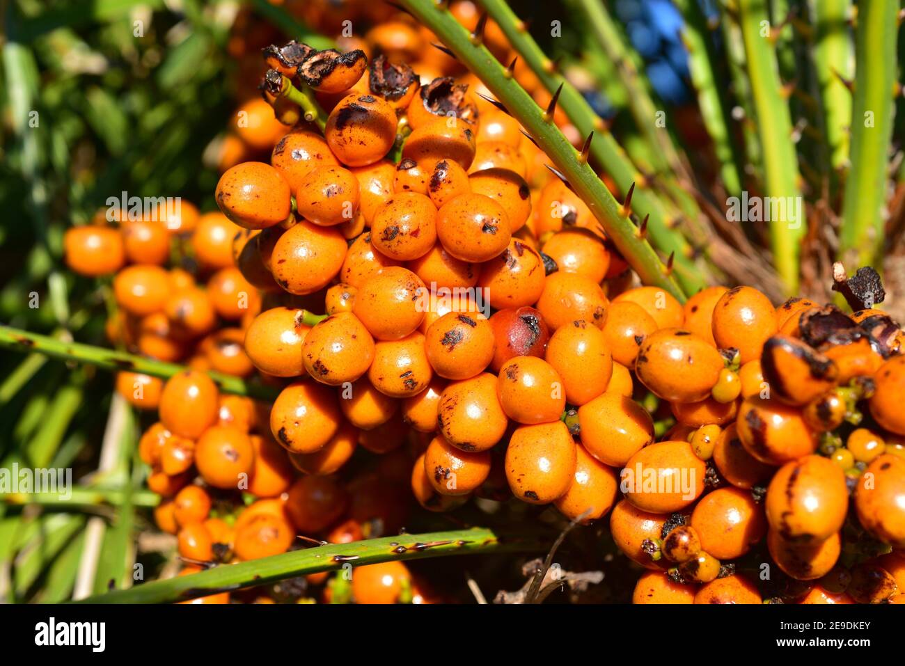 Mediterranean Fan Palm High Resolution Stock Photography and Images - Alamy