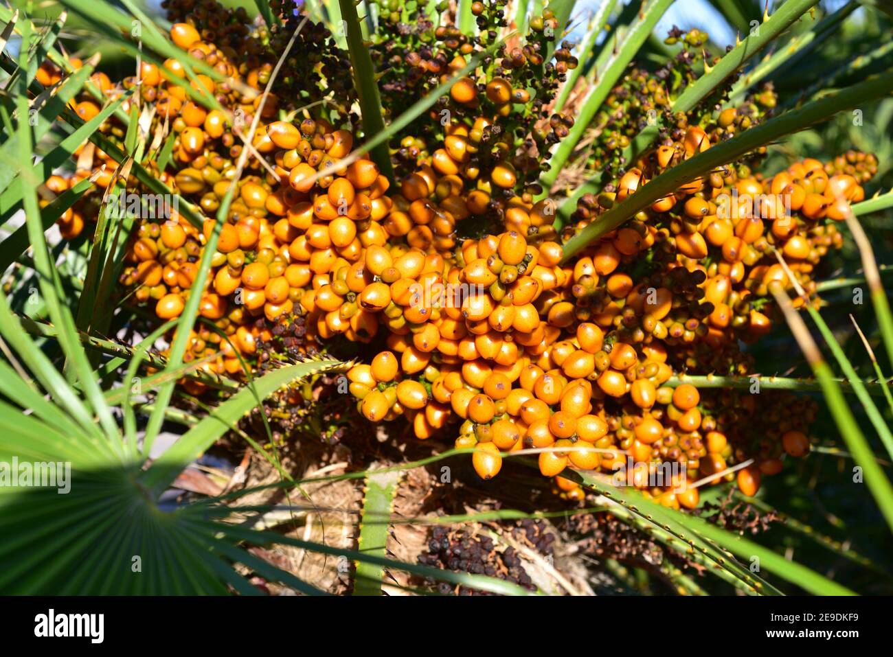 European fan palm hi-res stock photography and images - Alamy