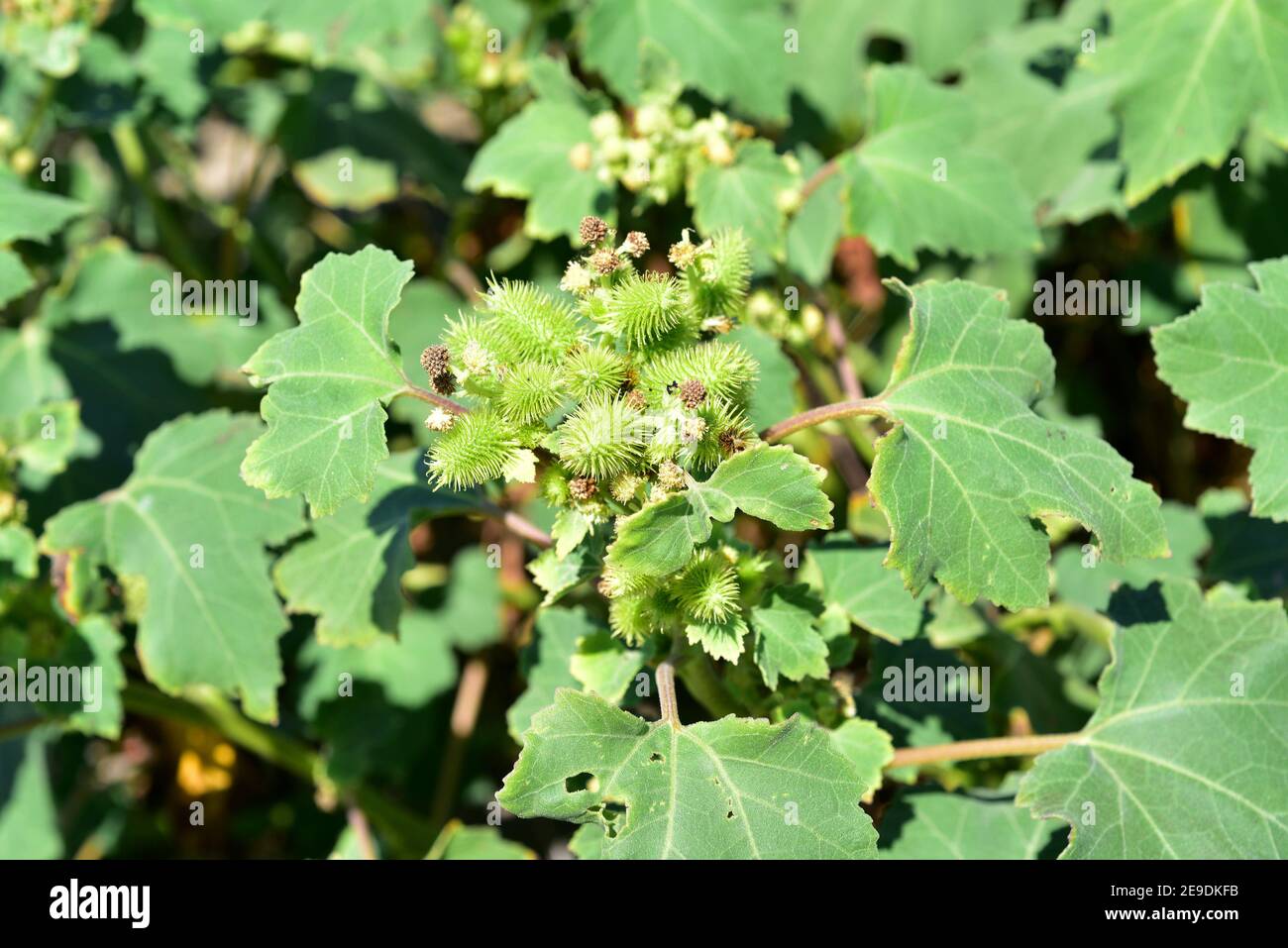 Cocklebur hi-res stock photography and images - Alamy