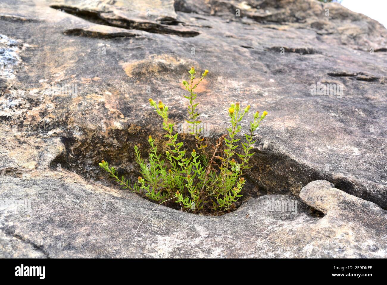 Jasonia glutinosa hi-res stock photography and images - Alamy