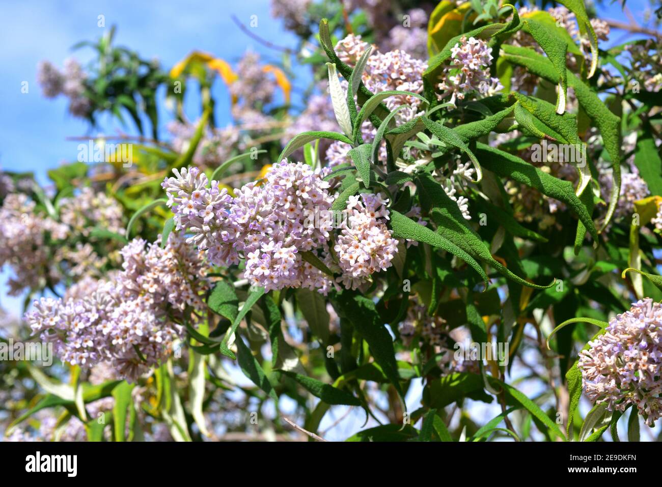 Sage Bush High Resolution Stock Photography and Images - Alamy