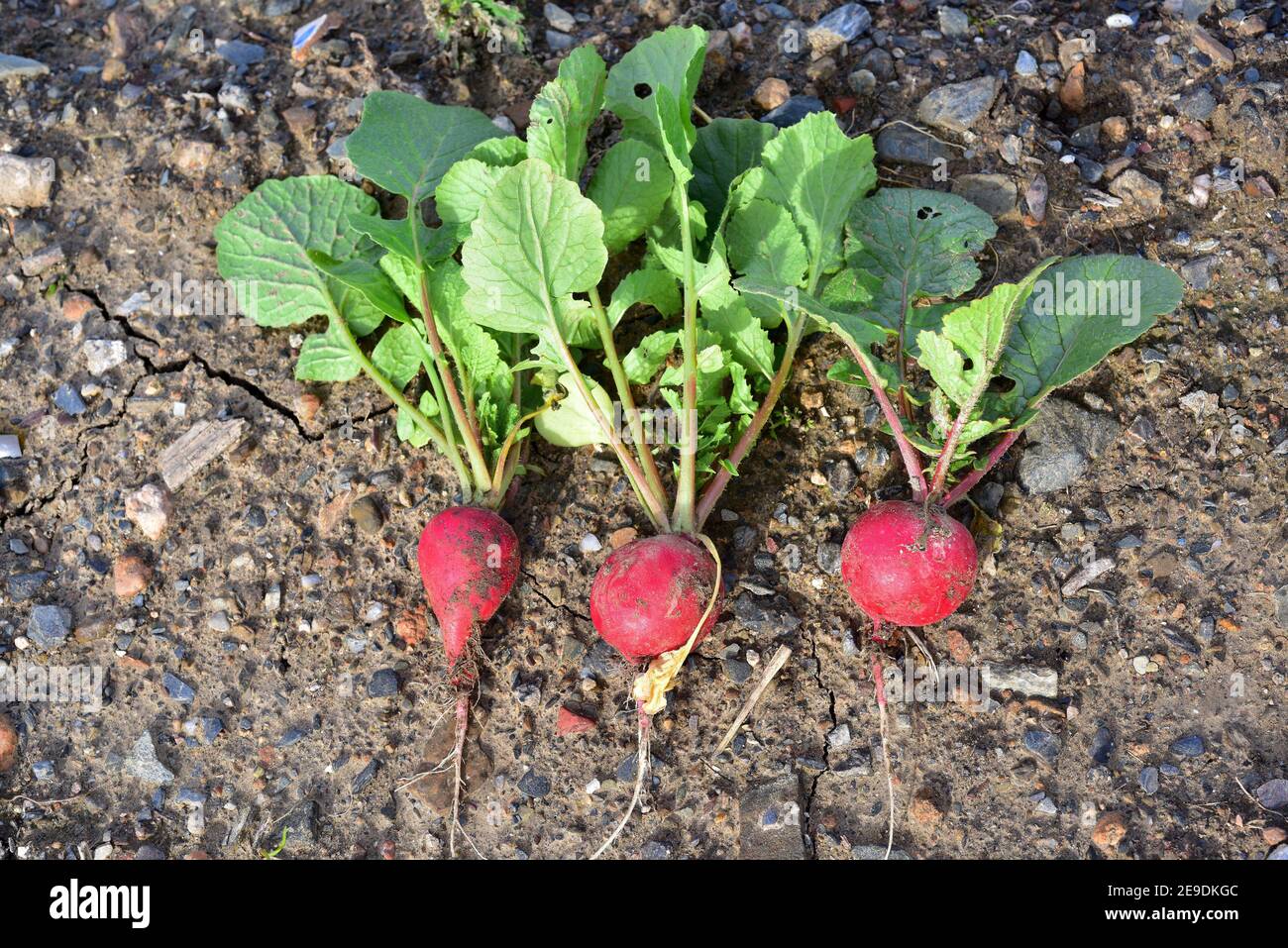 Raphanus Sativus Annual