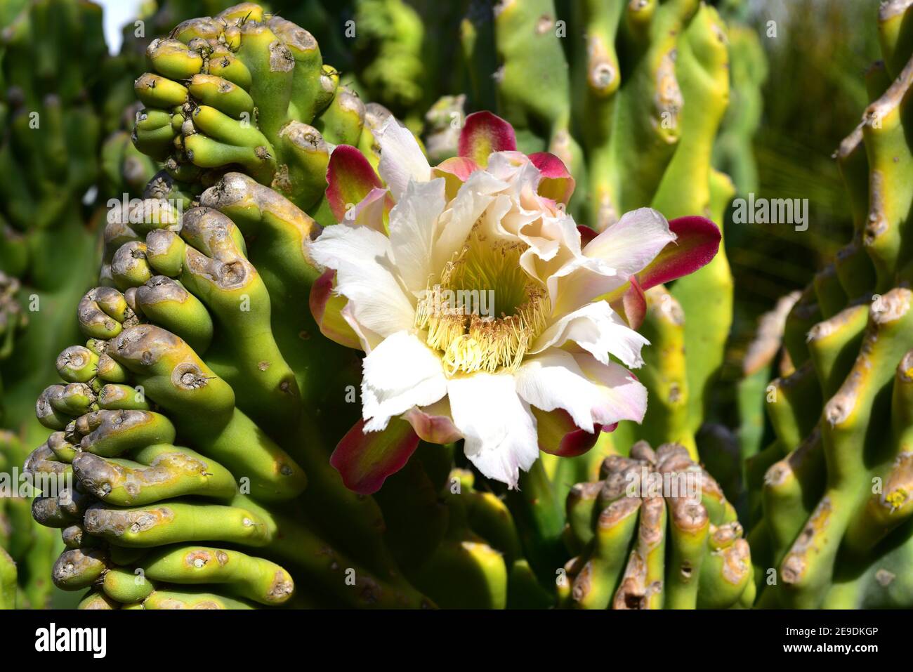 Monstrosus hi-res stock photography and images - Alamy