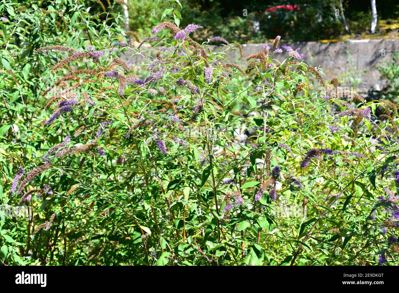 Butterfly bush buddleja davidii hi-res stock photography and images - Alamy