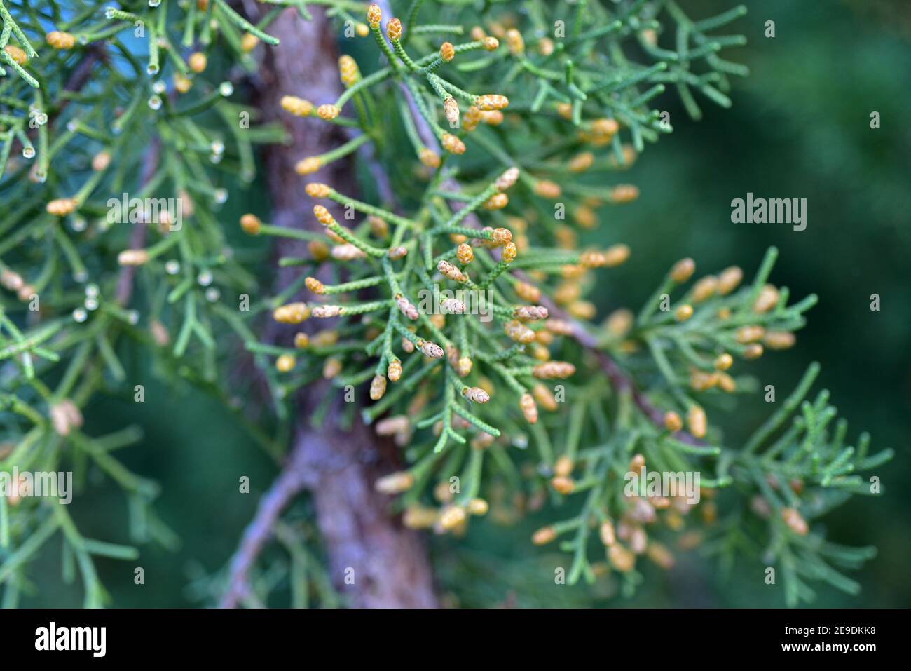 Cupressus Arizonica High Resolution Stock Photography and Images - Alamy