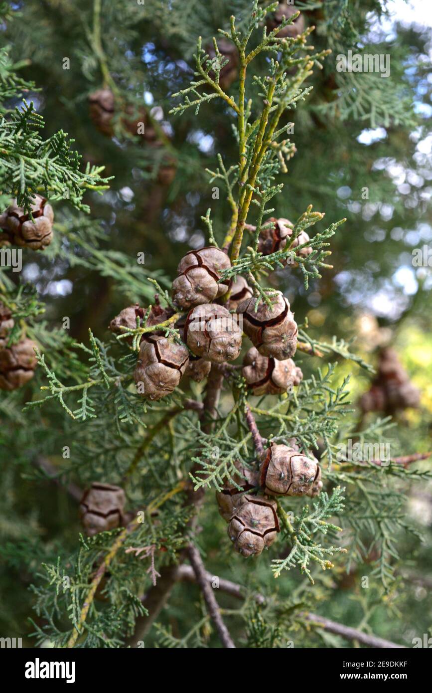 Saharan cypress cupressus dupreziana hi-res stock photography and ...
