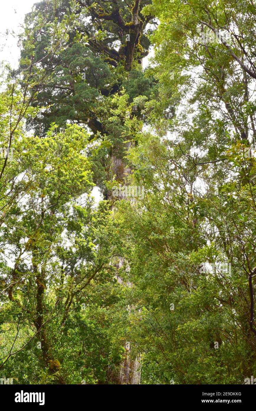 Fitzroya cupressoides hi-res stock photography and images - Alamy