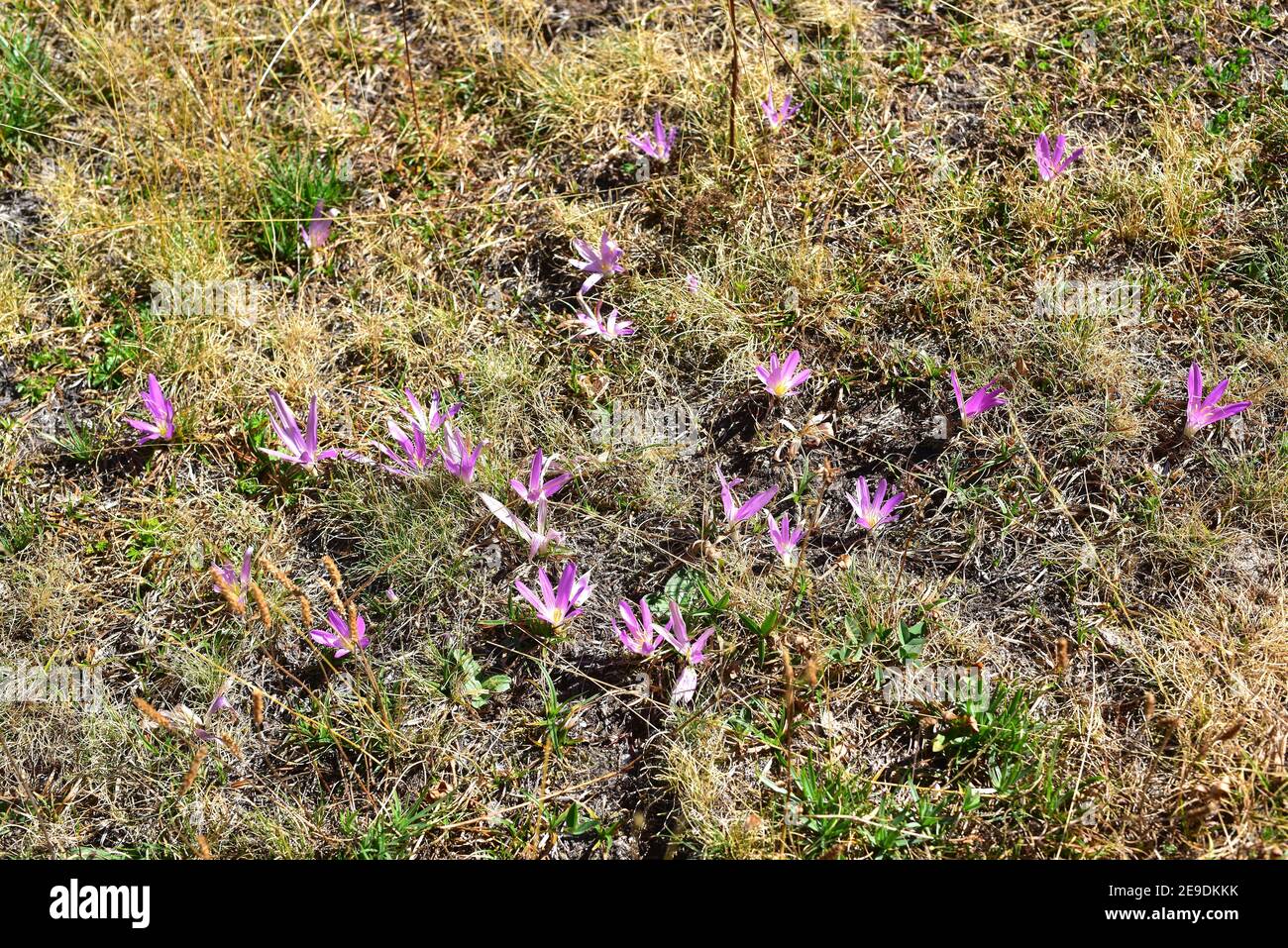 Colchicum montanum hi-res stock photography and images - Alamy