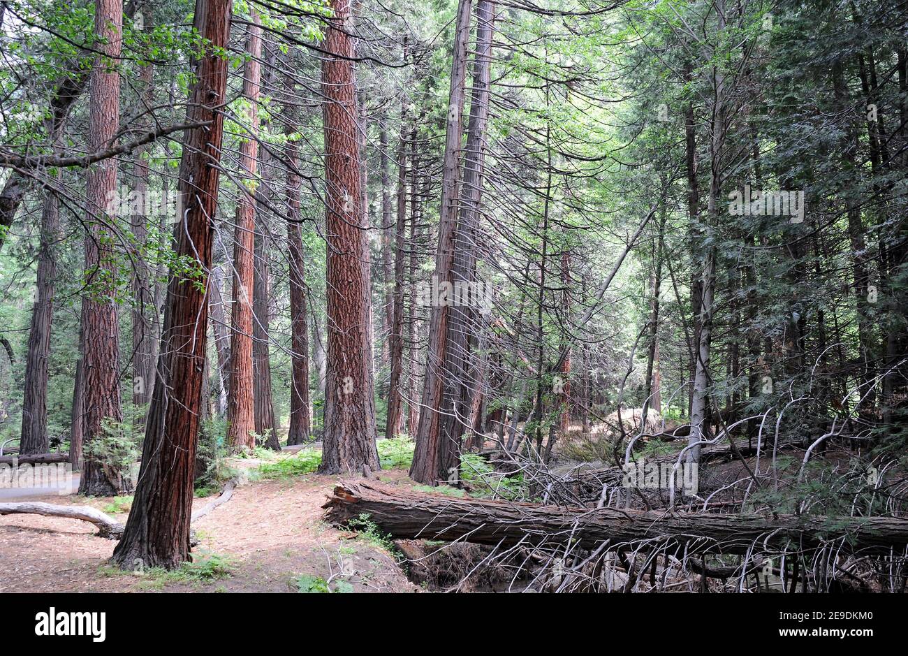 Botany cupressaceae northern hi-res stock photography and images - Alamy
