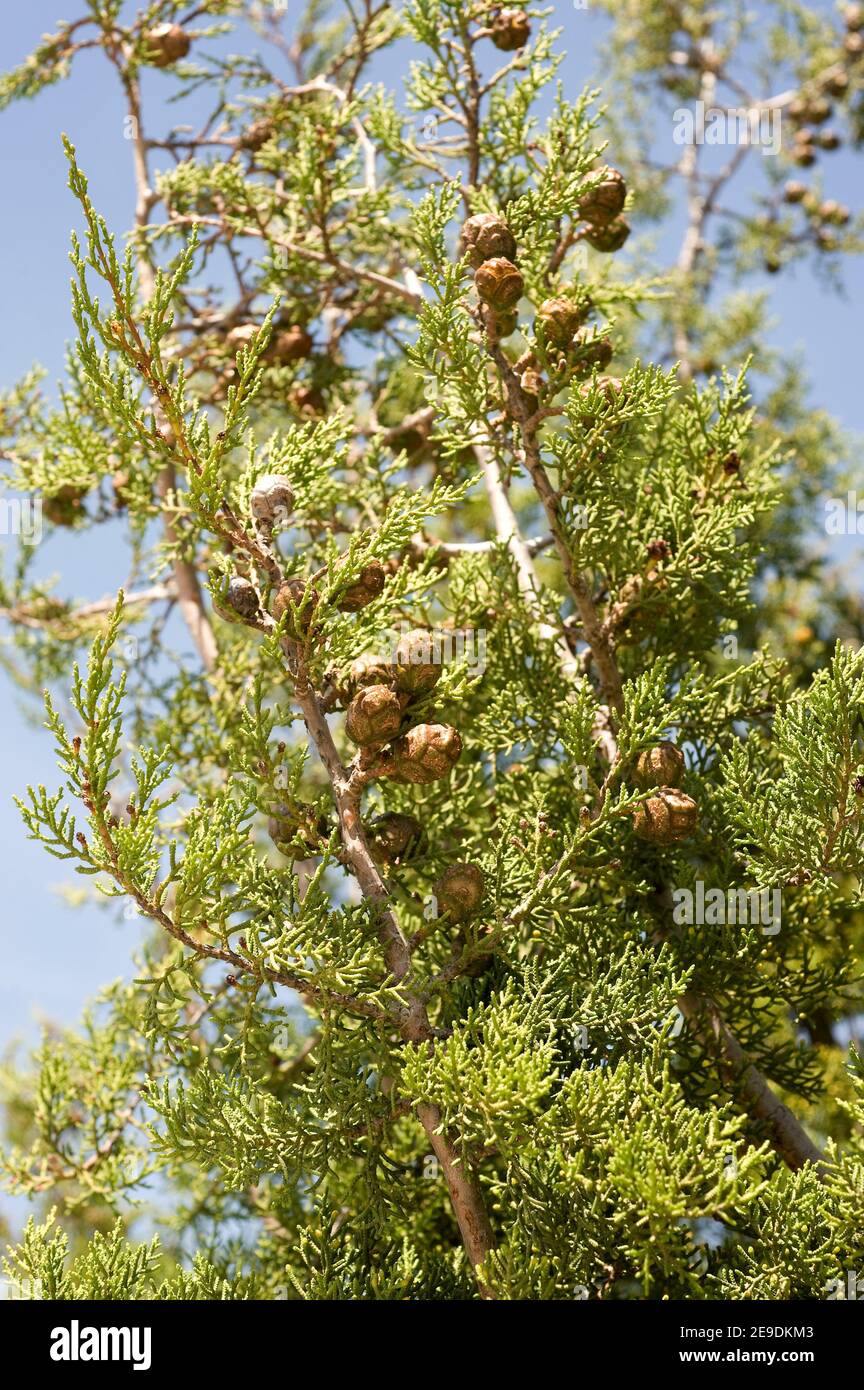 Tecate Cypress High Resolution Stock Photography and Images - Alamy