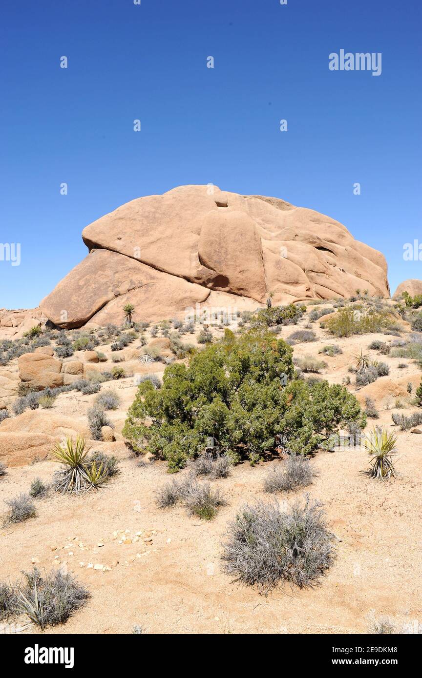 Juniper juniperus cupressaceae hi-res stock photography and images - Alamy