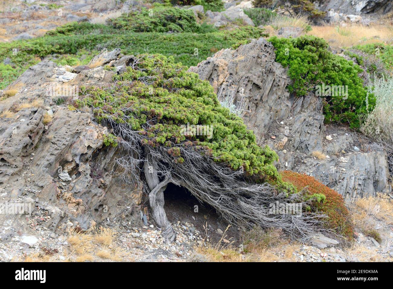 Prickly juniper cade prickly cedar hi-res stock photography and images ...