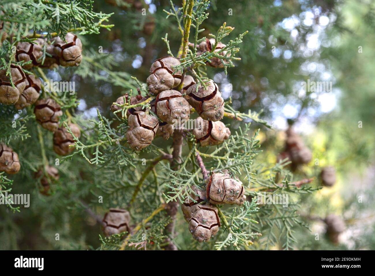 Saharan cypress tree hi-res stock photography and images - Alamy