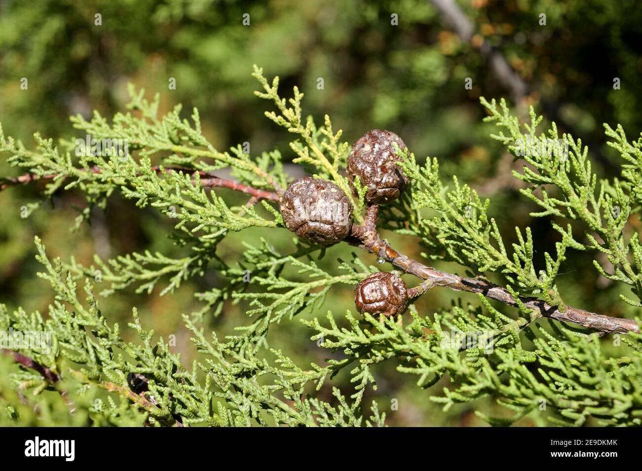 Tecate cypress hi-res stock photography and images - Alamy