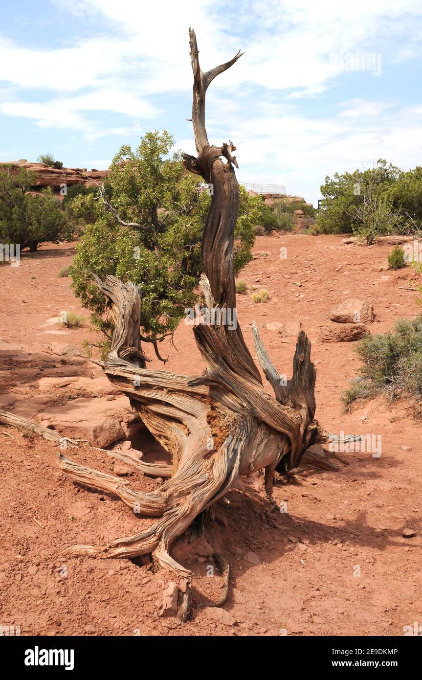 Twisted tree trunk hi-res stock photography and images - Alamy