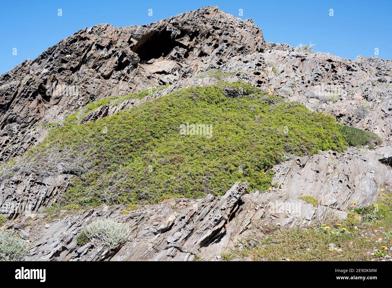 Specimen cade tree juniperus oxycedrus hi-res stock photography and ...