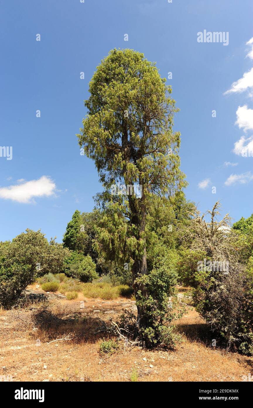 Native evergreen tree of the mediterranean region hi-res stock ...