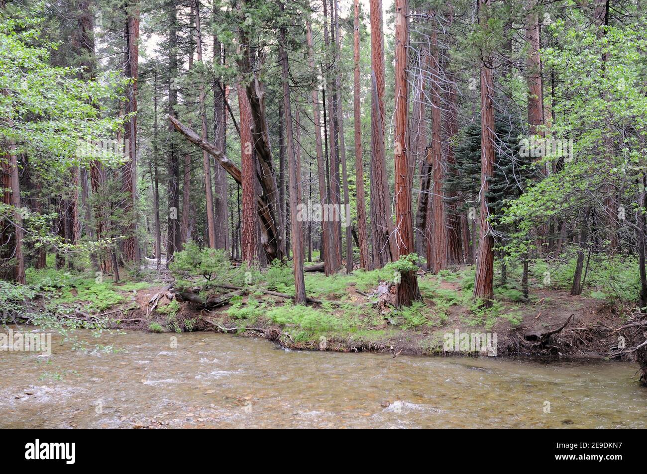 Native conifer hi-res stock photography and images - Alamy