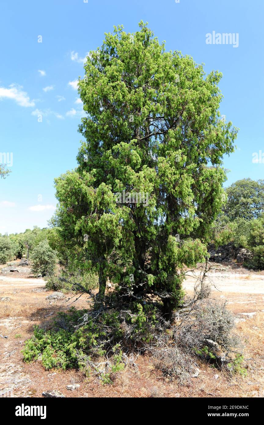 Native evergreen tree of the mediterranean region hi-res stock ...