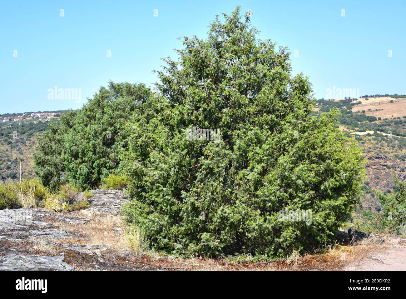 Prickly cedar hi-res stock photography and images - Alamy